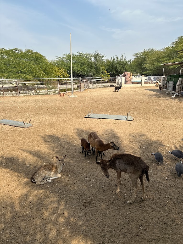 Farms to visit during weekends in Qatar - 7 Doha